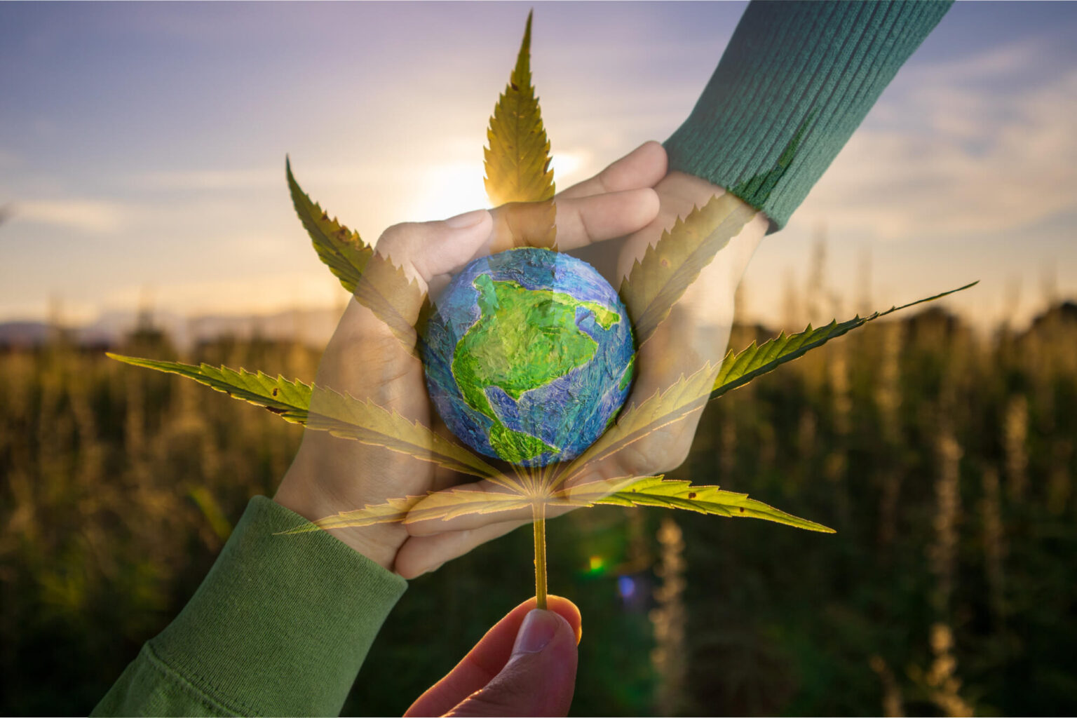 Renaissance von Hanf: Nachhaltigkeit + vielseitiger Einsatz