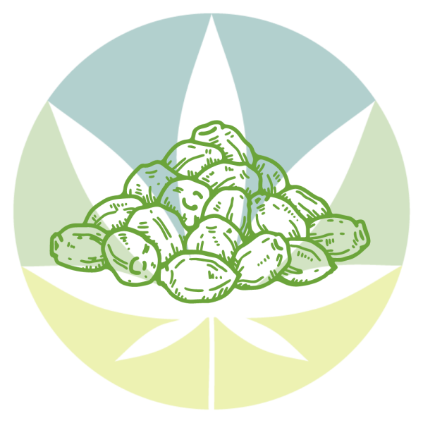 Hol dir Cannabis Samen | TOP-Qualität | entspannt kaufen Hol dir Cannabis Samen | TOP-Qualität | entspannt kaufen