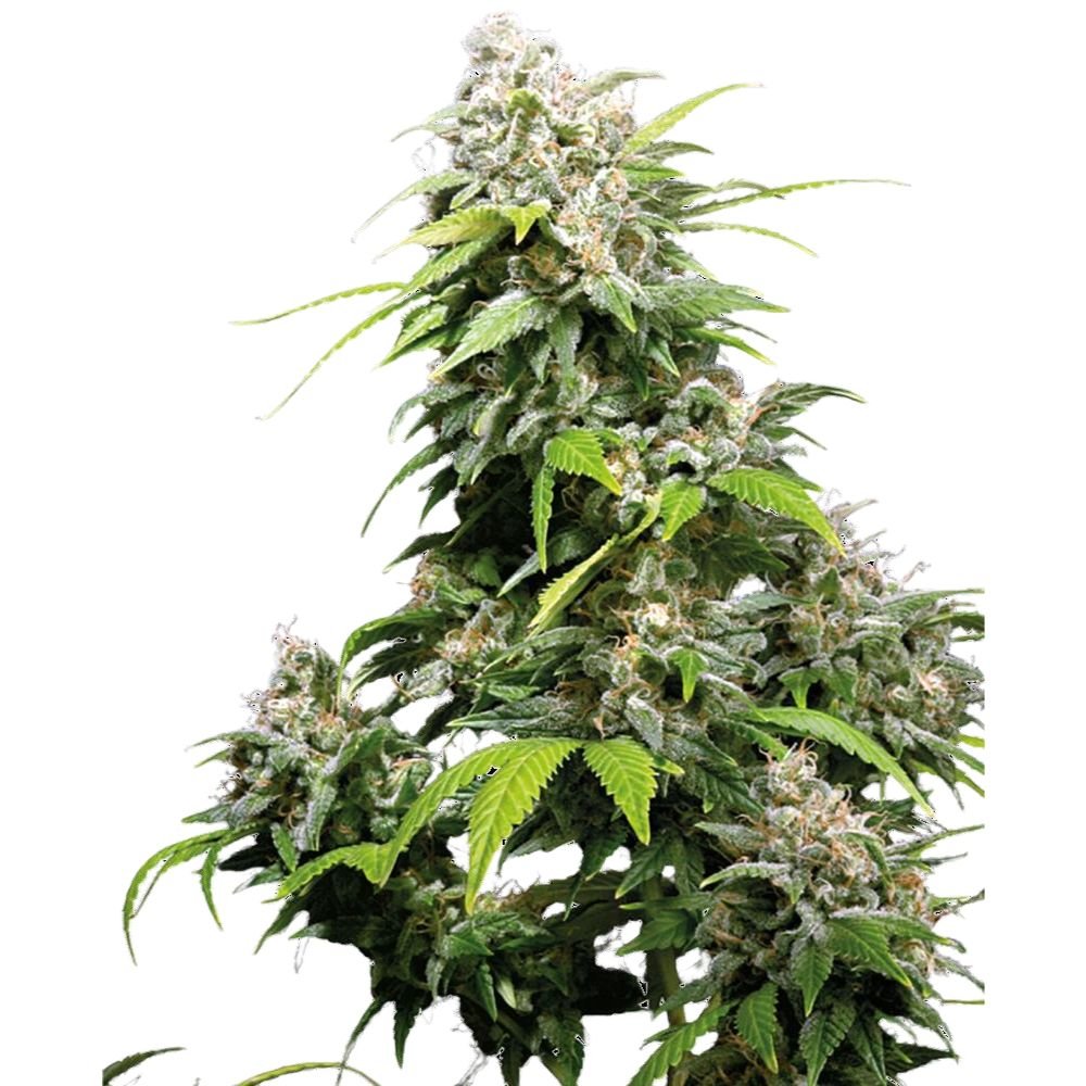 Sensi Seeds - California Indica feminisiert - 3 Samen, 21,90