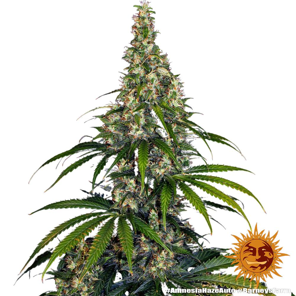Amnesia Haze Auto | Schnelle Blüte & Euphorisch ???? , 25,90 Amnesia Haze Auto | Schnelle Blüte & Euphorisch ???? , 25,90