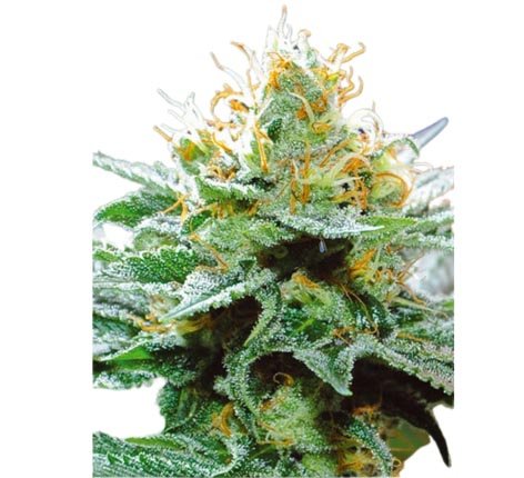 Hempodia Amnesia X Buddha Kush - 3 Seeds, 24,90