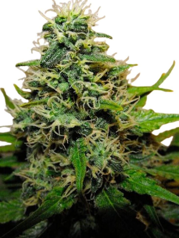 Real Killer Skunk Steckling | Intensiv & Ertragreich, 18,00